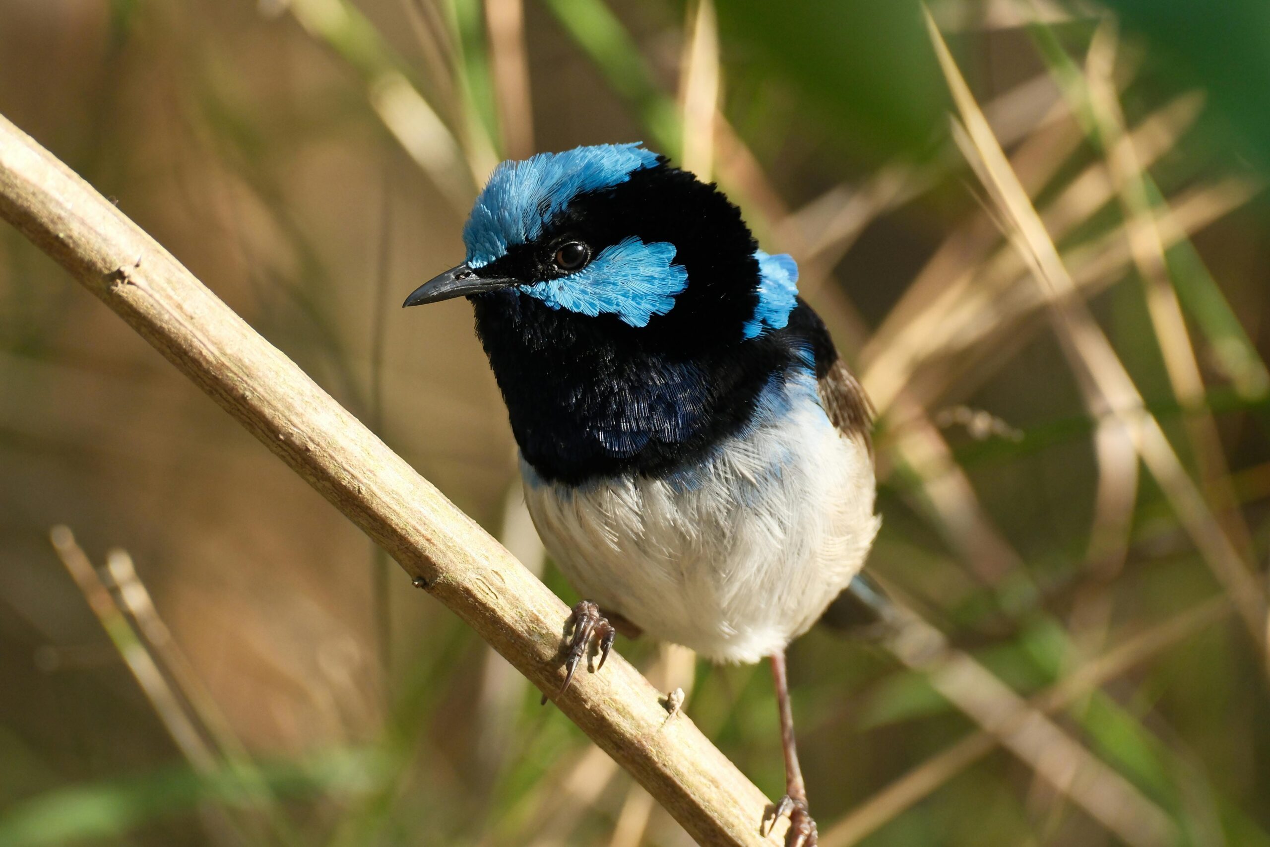 counseling services free - Chat Corner Psychologists